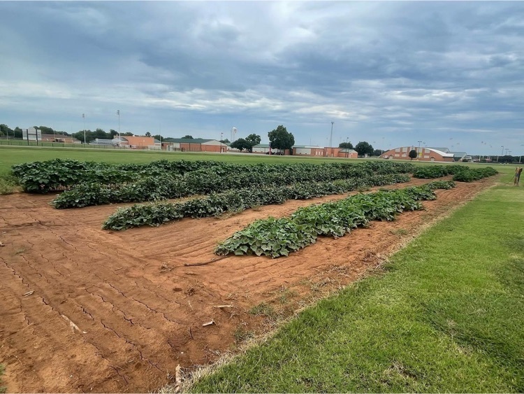 FFA community Garden | Comanche Public Schools